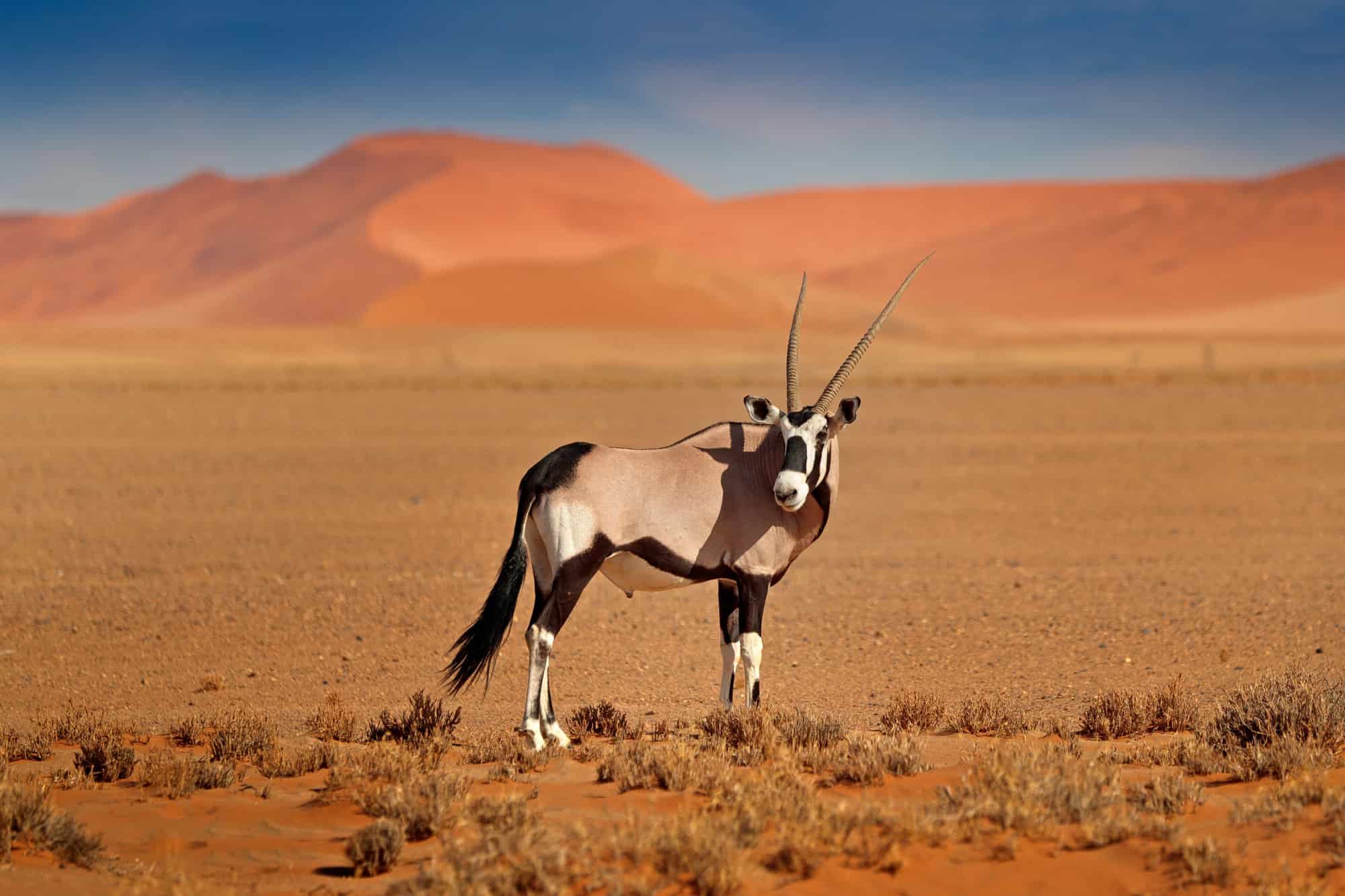 10 animals people often mistake for deer