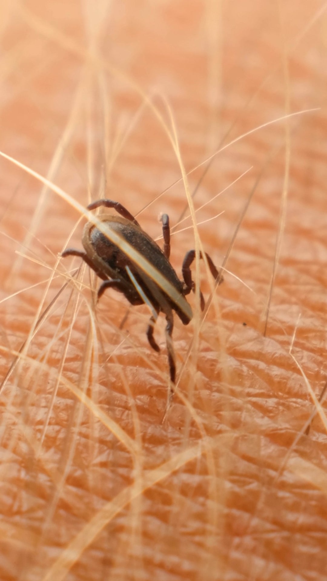 Weather can be a tick warning system