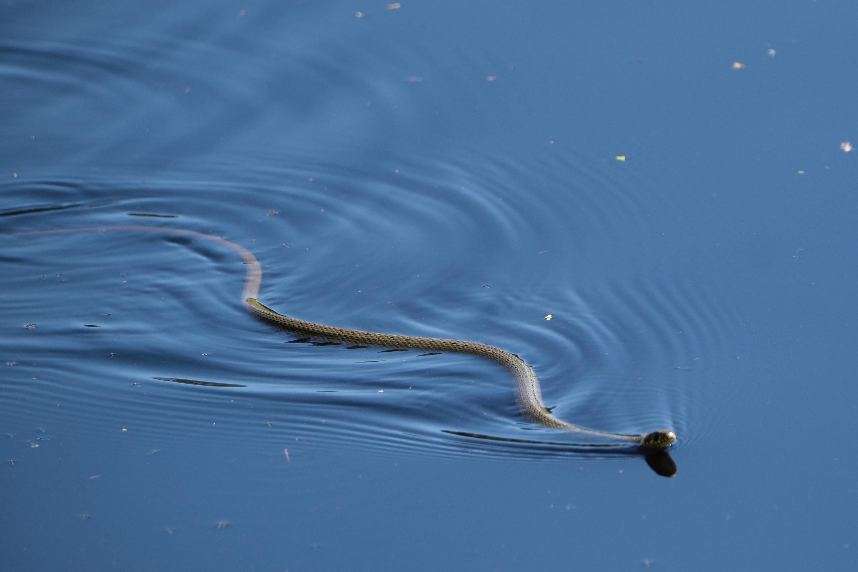 Faut-il s’inquiéter des serpents nageurs lors des prochaines vacances d ...