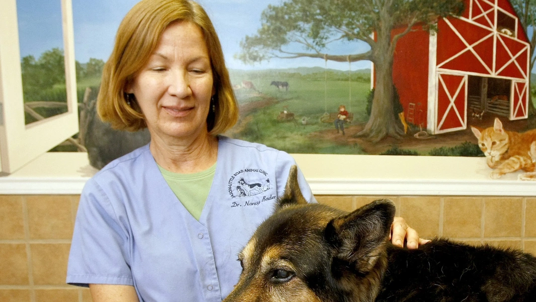 PetGuide outlines causes of senior dog house-training setbacks