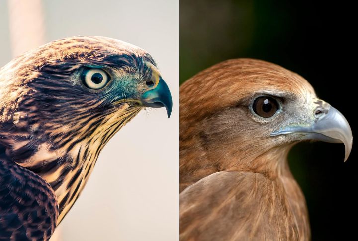 These 10 differences separate falcons and hawks in the wild