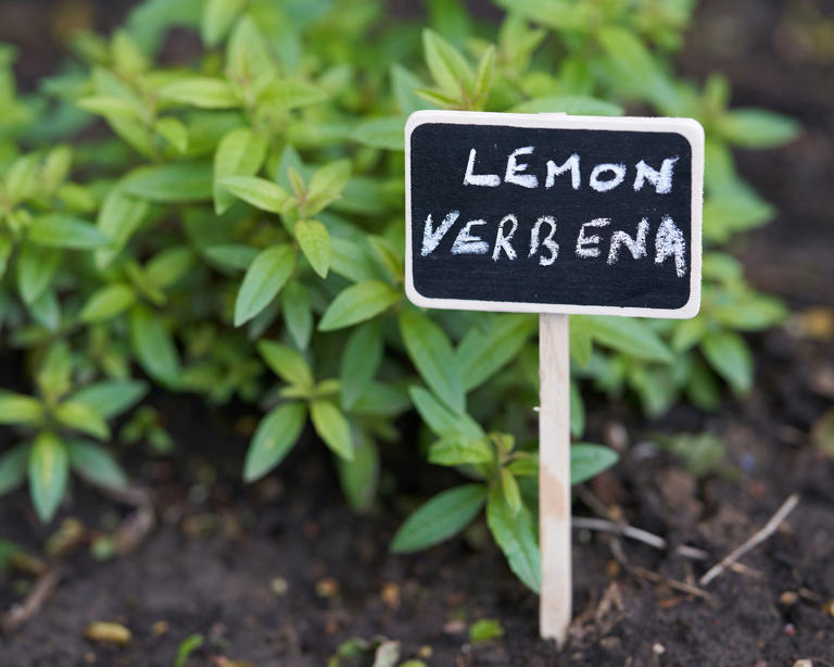 8 fragrant, pest-repelling plants for June patio perfection