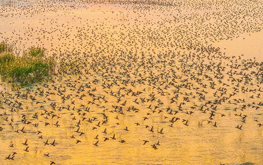 Scientists track surprising shifts in animal migration routes