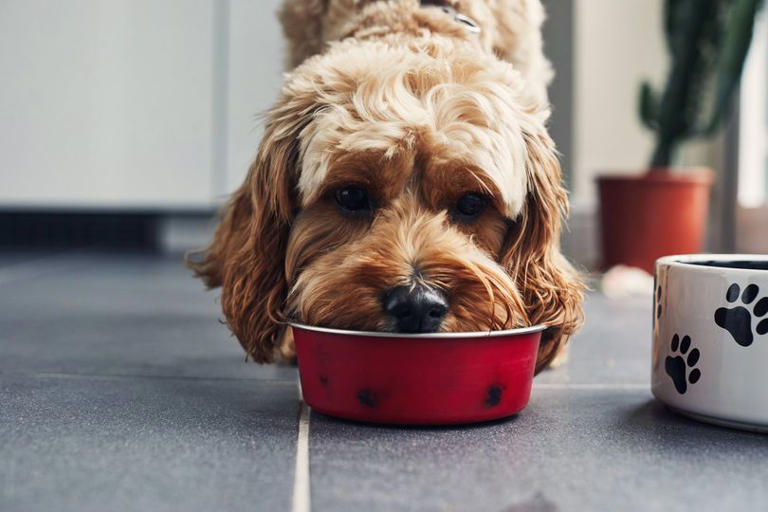 Dog owners urged to stop feeing pets popular breakfast food as it's 'toxic'