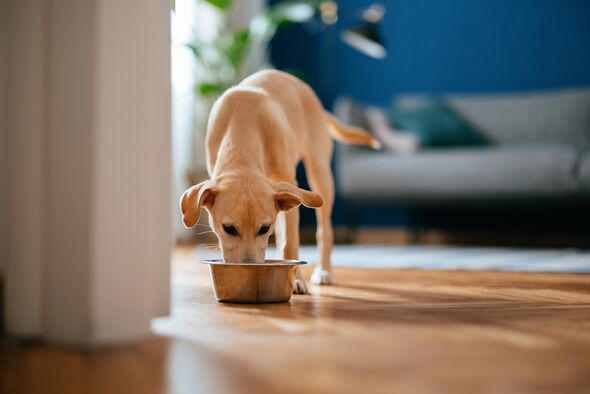 Dog owners warned that popular meat is 'toxic' for pets