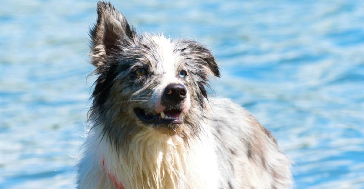10 dog breeds that feel everything deeply – and 3 that keep their distance