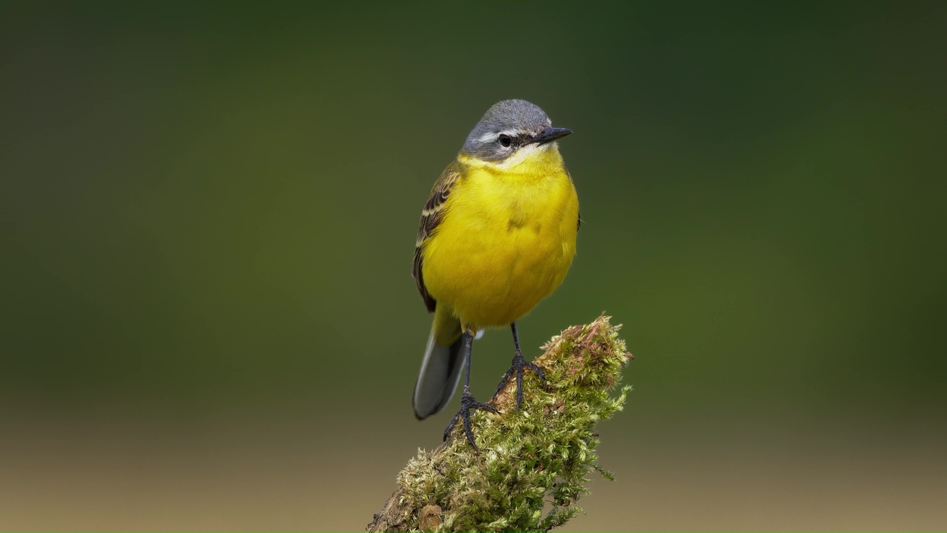 This yellow wagtail was patiently tracking its prey