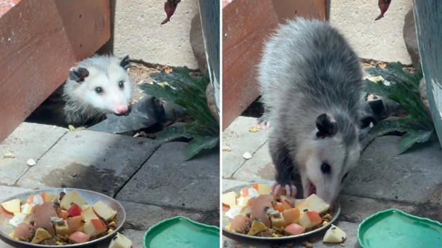 Homeowner's video of opossum living under deck sparks debate over ...