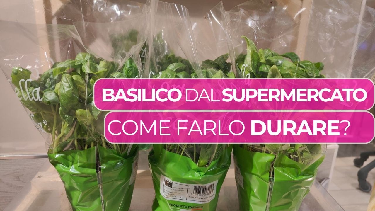 Come far durare la pianta di basilico del supermercato
