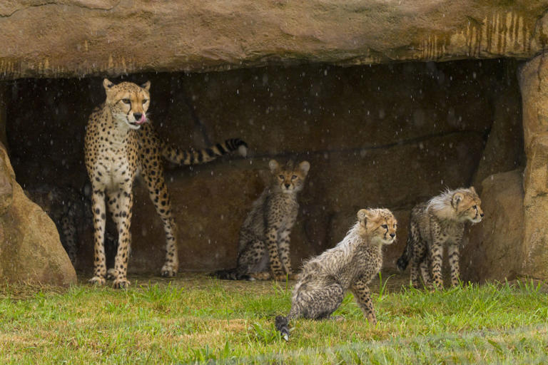 Watch: Endangered cheetah cubs make public debut at Yorkshire Wildlife Park