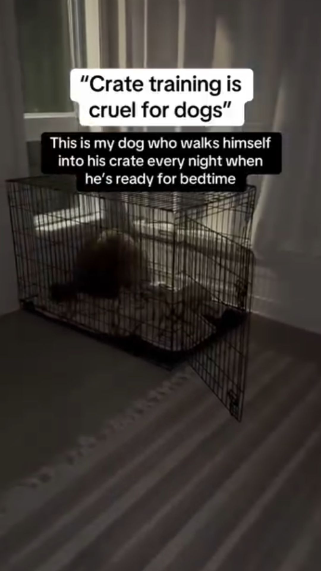 Dog crate training: Comfort, safety, and happiness