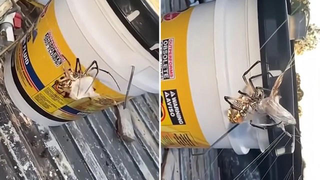 Reddit celebrates a massive garden spider taking out a horsefly in ...