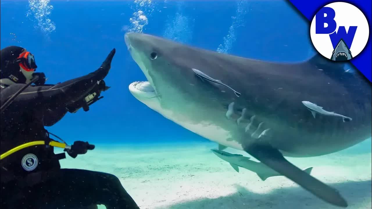 Mark Vins comes face to face with a tiger shark