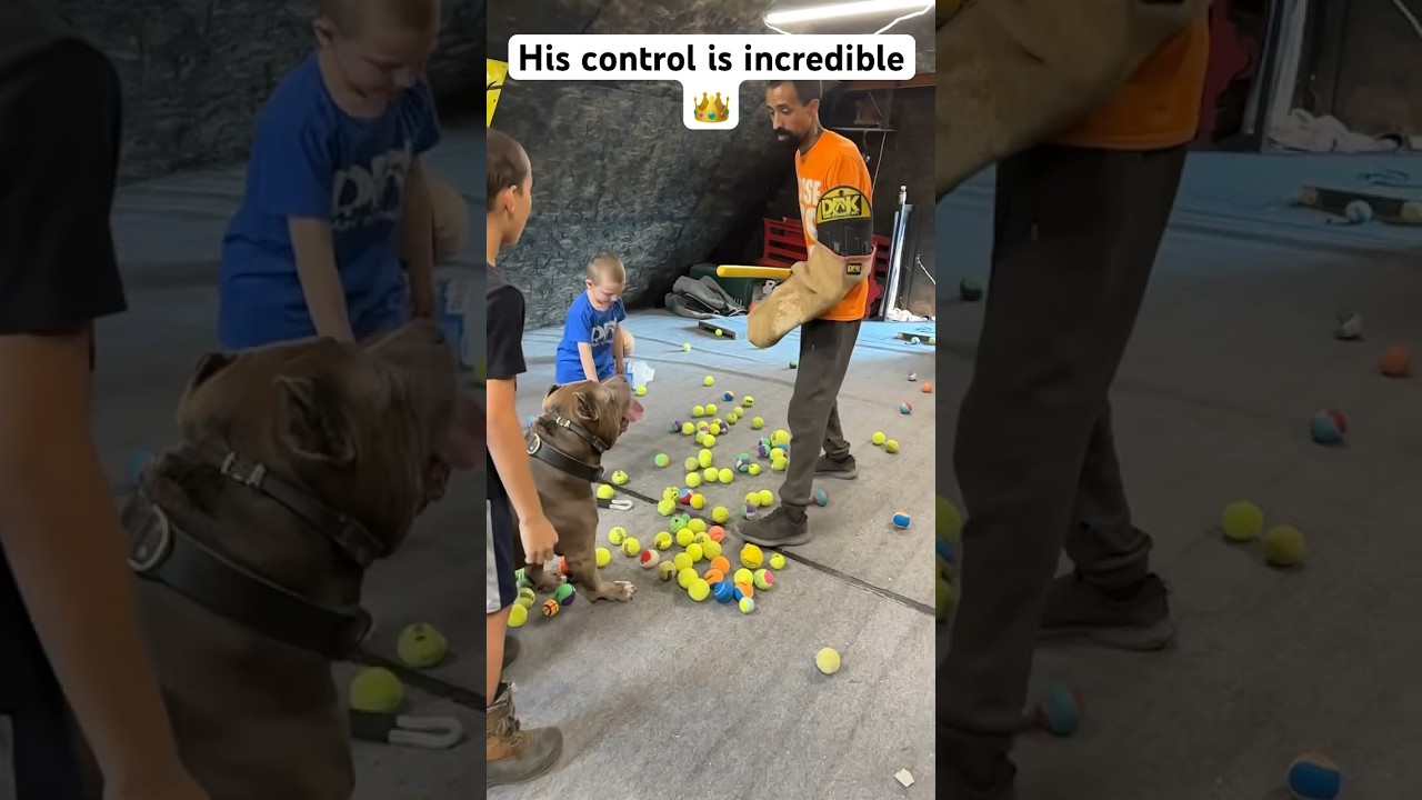 A giant pitbull trains calmly around children