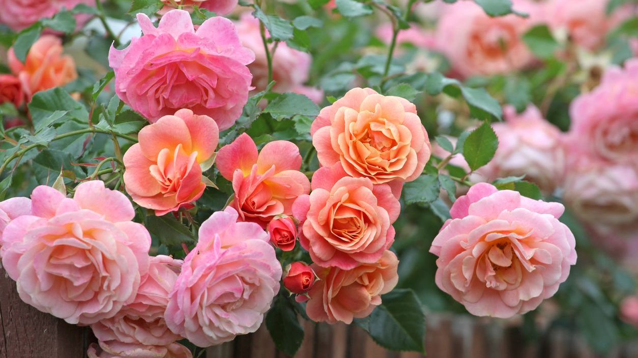Alan Titchmarsh recommends shrub roses for long-lasting summer colour