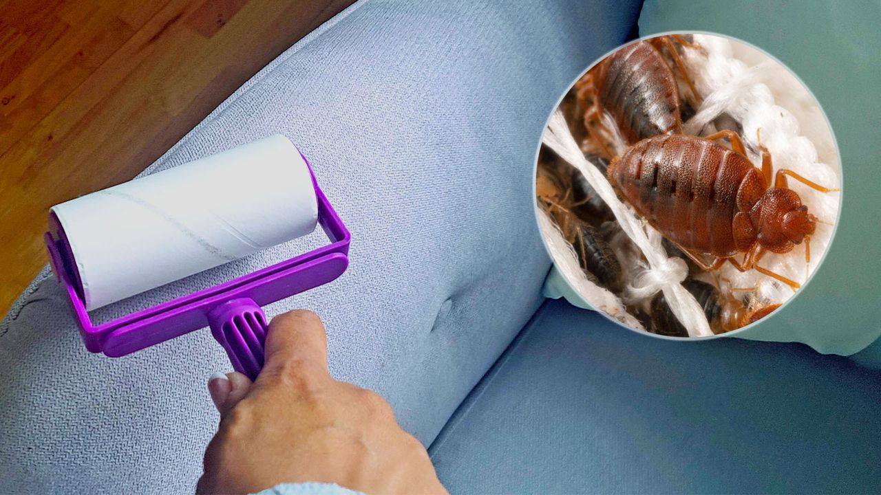 This $2 tool lowers your chances of bringing bed bugs home from vacation