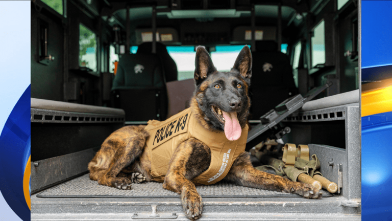 ALEA SWAT team K9 equipped with new protective vest for duty