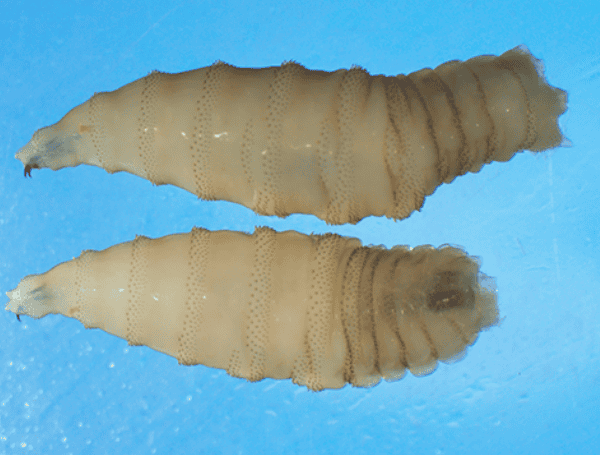 Flesh-eating worm inches to US border as case explodes just 25 miles away