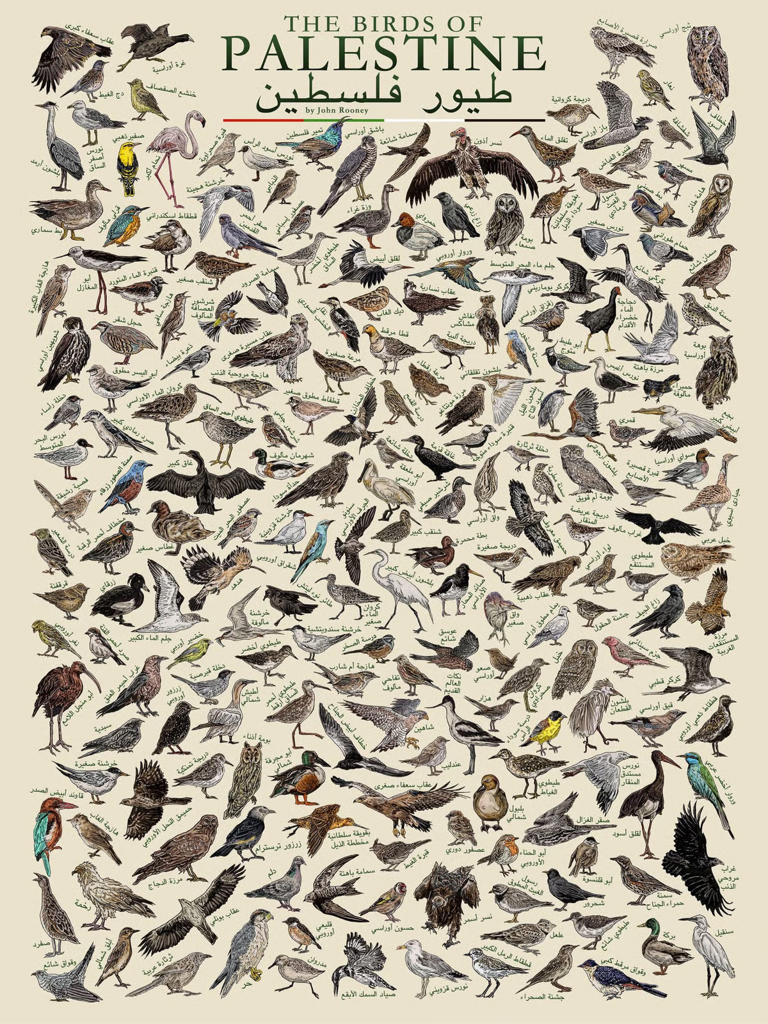 Poster of the birds of Palestine
