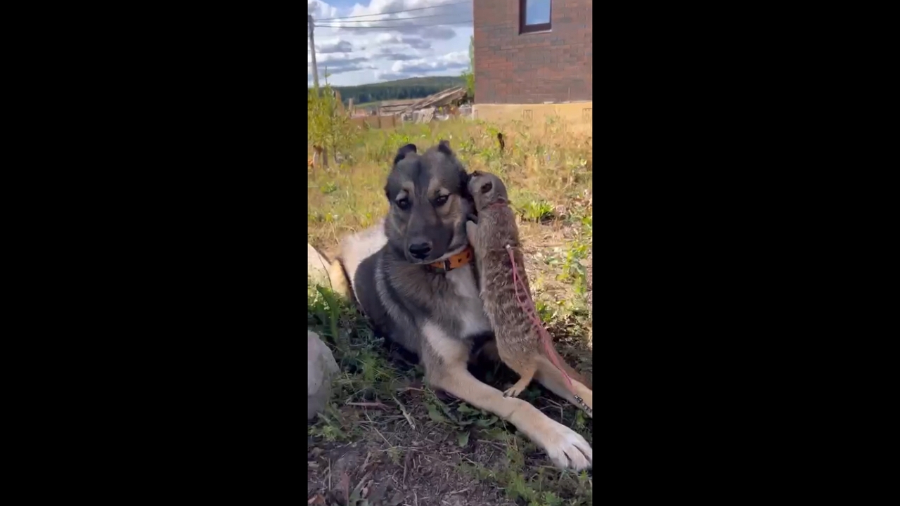 Meerkat and dog meet in Perm, Russia