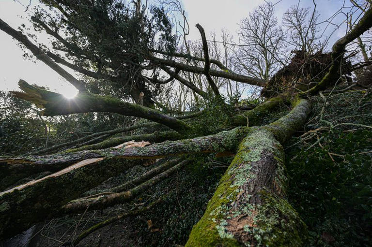 Cowboy roofer ripped off Storm Goretti victims