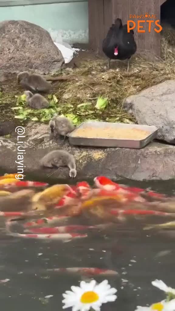 Baby swan tries feeding hungry koi fish