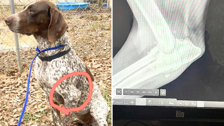 German shorthaired pointer mix pup looking for new home after life on ...