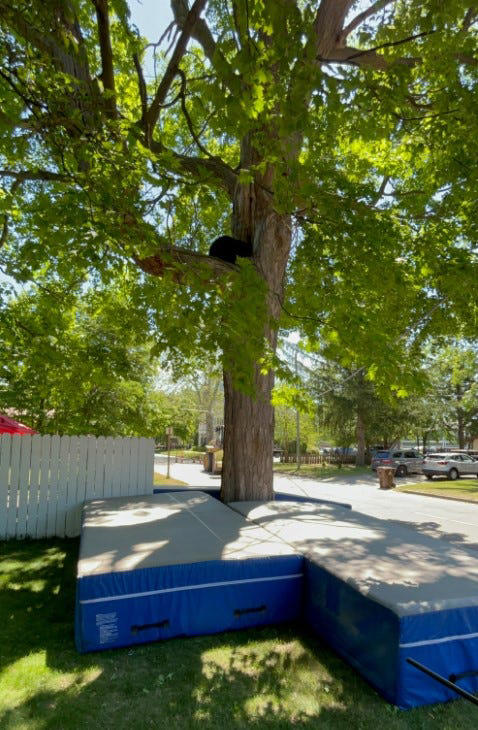 A black bear found its way into Mount Pleasant. Now it has a new home