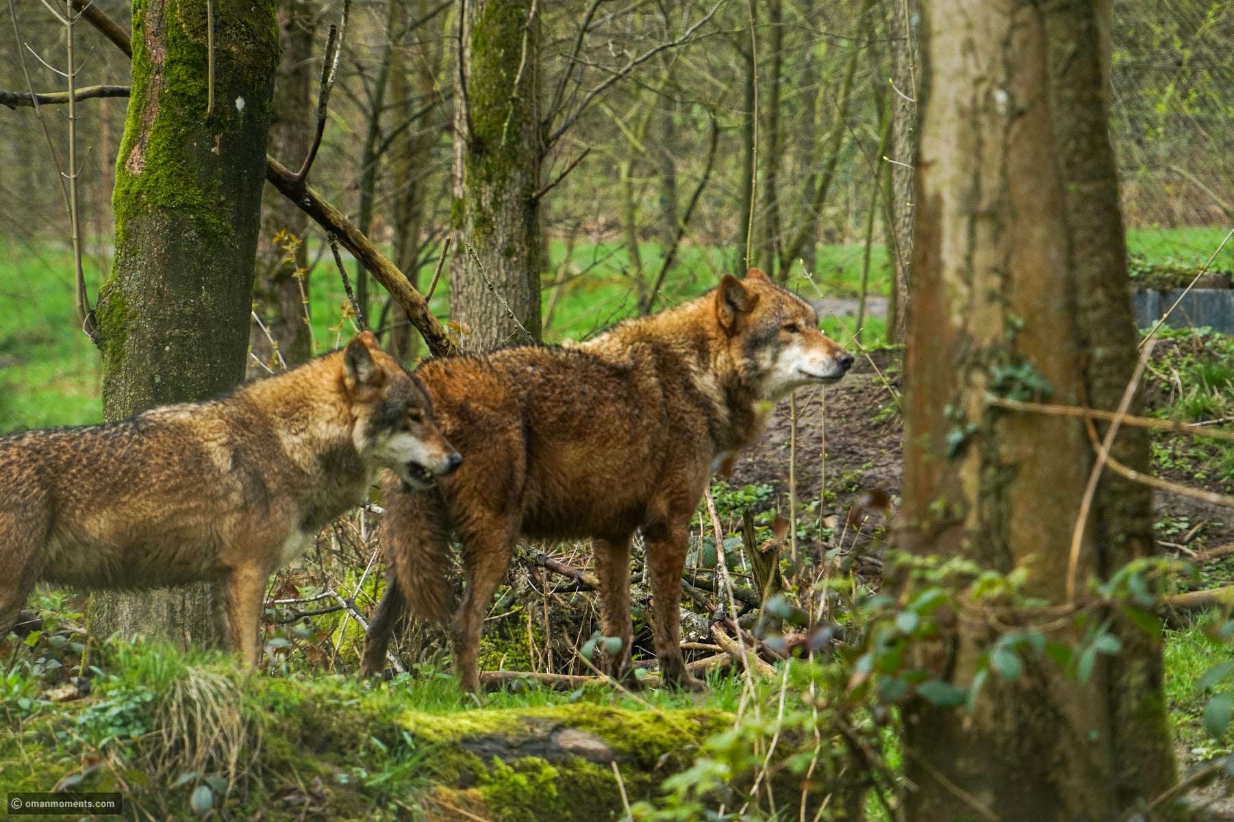 11 of the rarest animals found across the United States