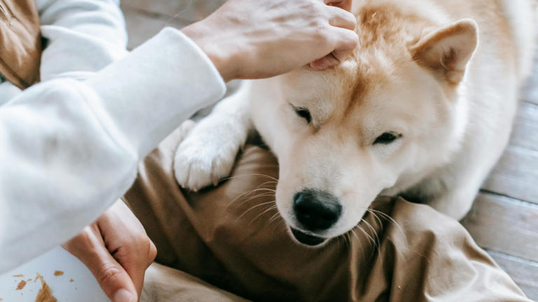 What it means when your dog rests their head on you