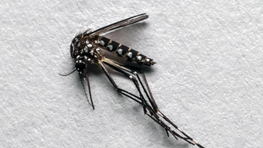 Google mosquito project sparks backlash over 64m insect release