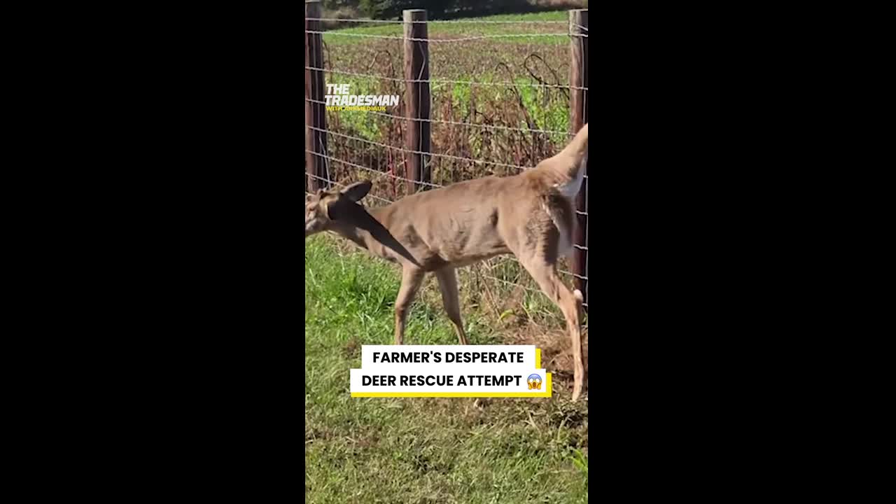 Farmer's desperate deer rescue attempt