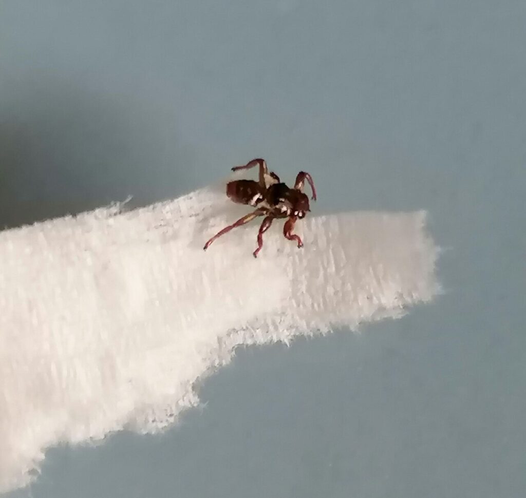 Mosca perde as asas e sacrifica parte da visão após encontrar ...