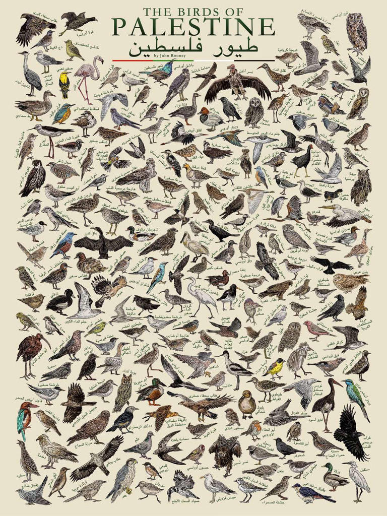 Poster of the birds of Palestine