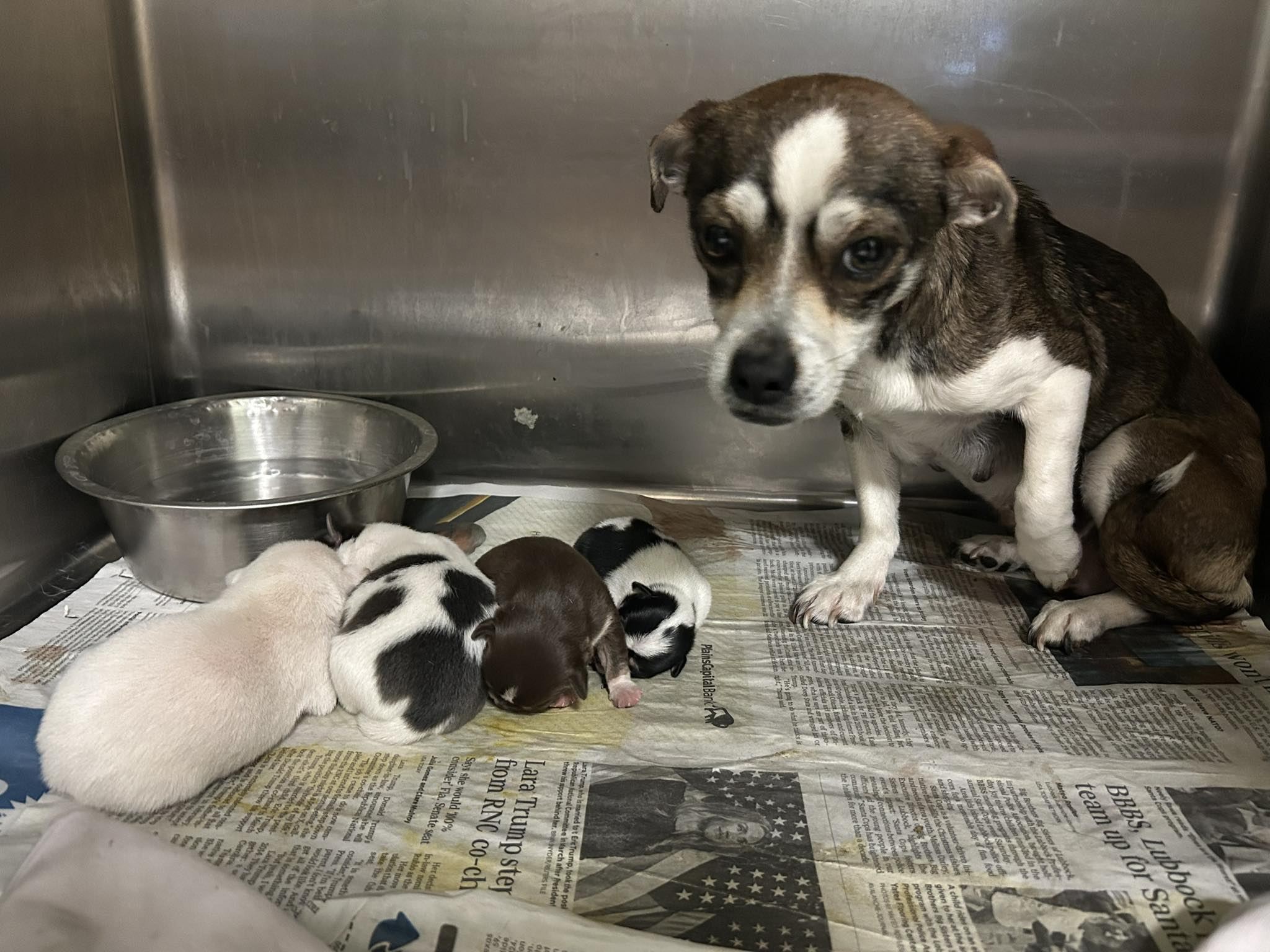 Mamma cagnolina trovata tra i rifiuti proteggeva i cuccioli appena nati ...
