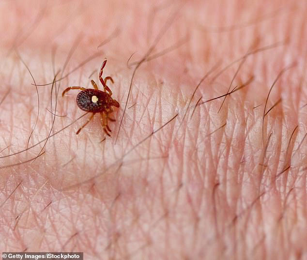 Outrage as scientists push to create ticks that spread red-meat allergies