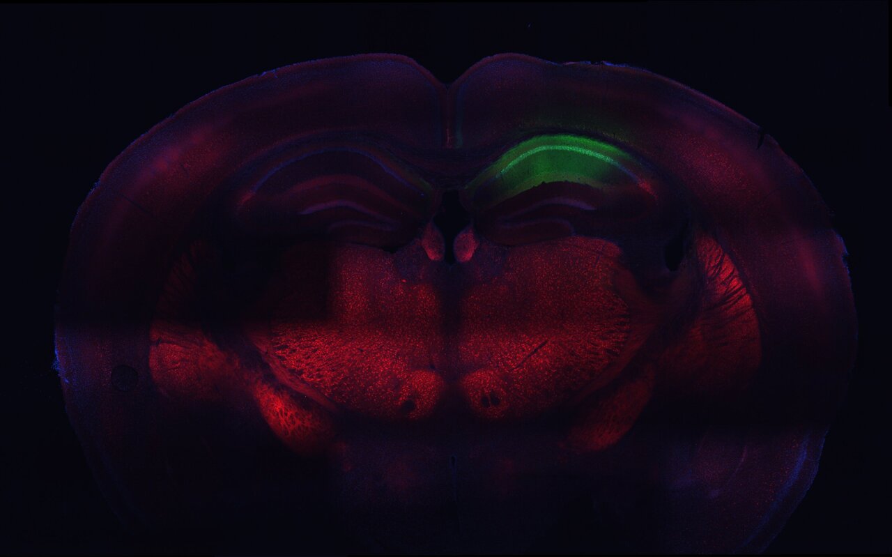 One wrong mouse swap exposes how social learning shapes future choices
