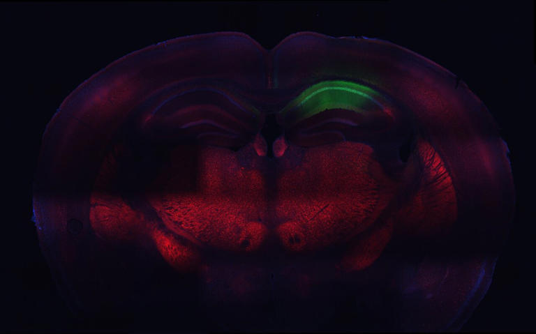 One wrong mouse swap exposes how social learning shapes future choices