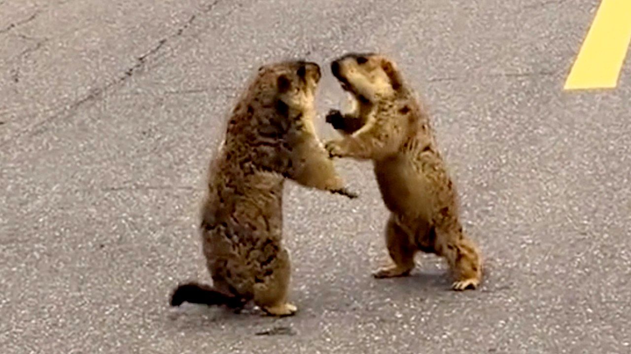 Third marmot crashes street brawl in China