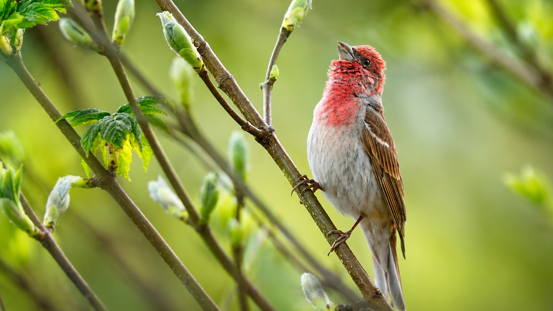 Un minuscule oiseau de forêt est devenu la star de cette caméra cachée