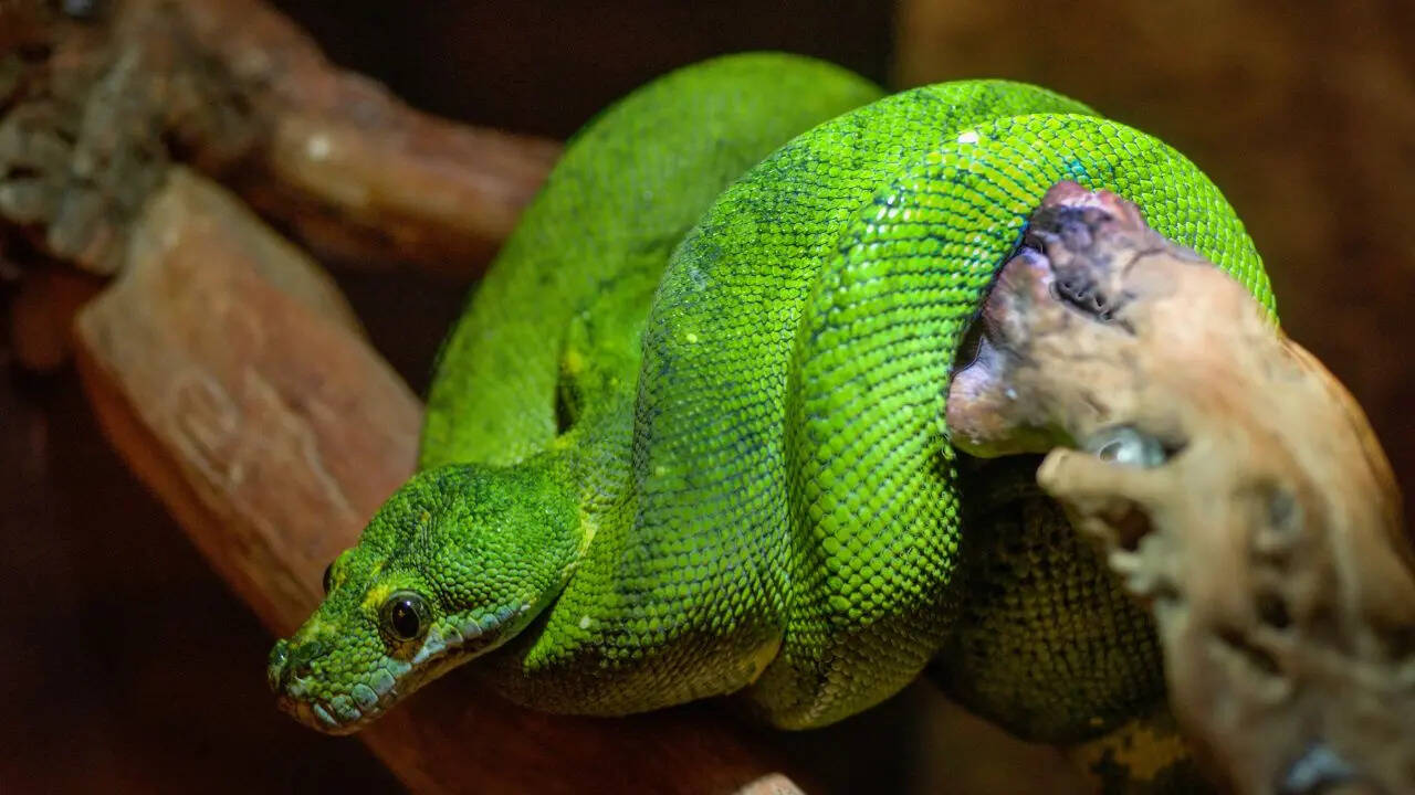 10 rare snakes found in the Amazon rainforest and what travellers ...