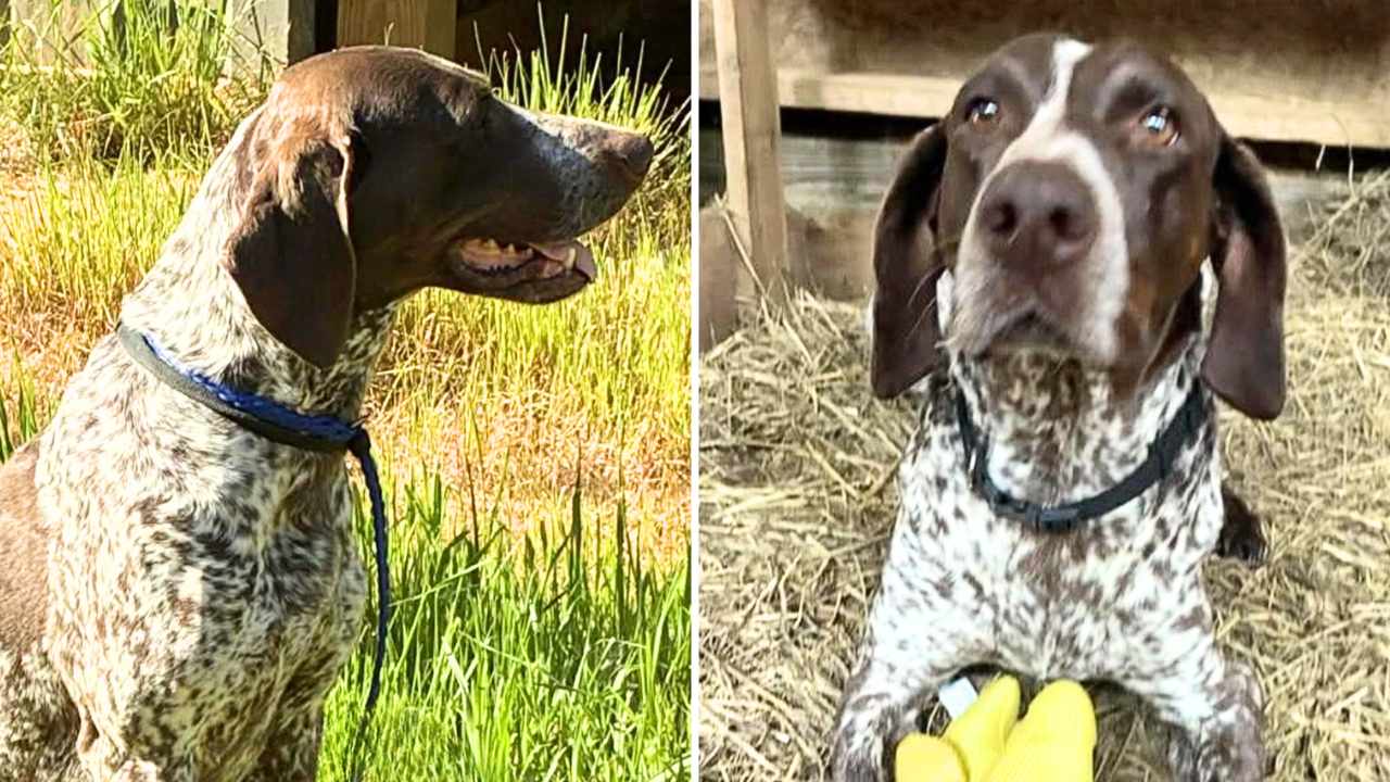 German shorthaired pointer mix pup looking for new home after life on ...
