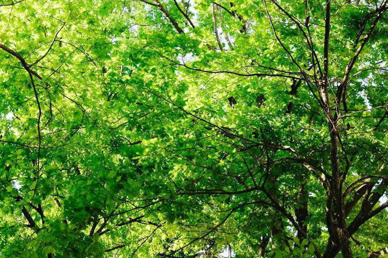 New tree trail launches in Market Harborough coincides with National ...