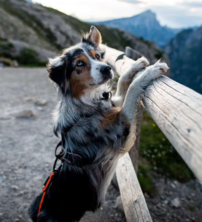 Maximize your dog hiking experience: Avoid these 7 mistakes