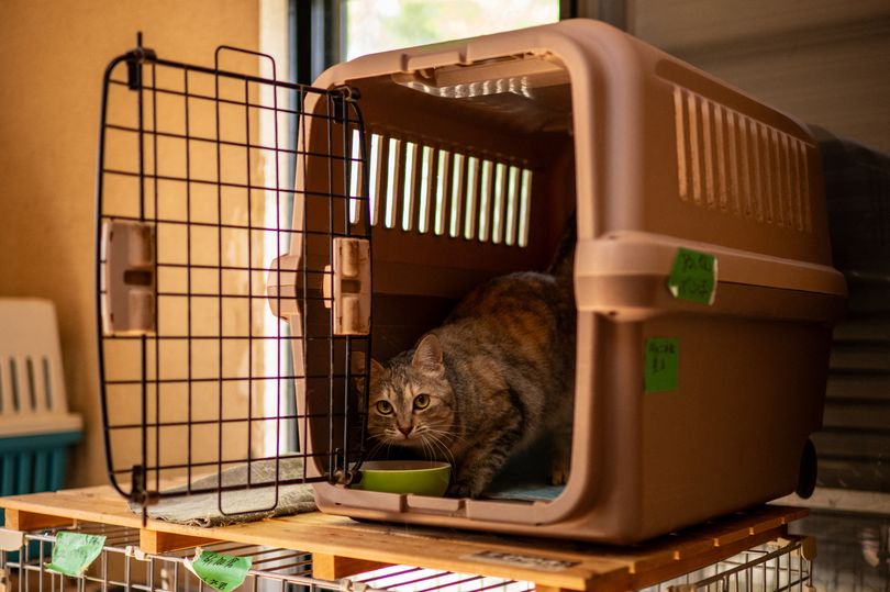 Poor cat abandoned during heatwave with nothing but a devastating note