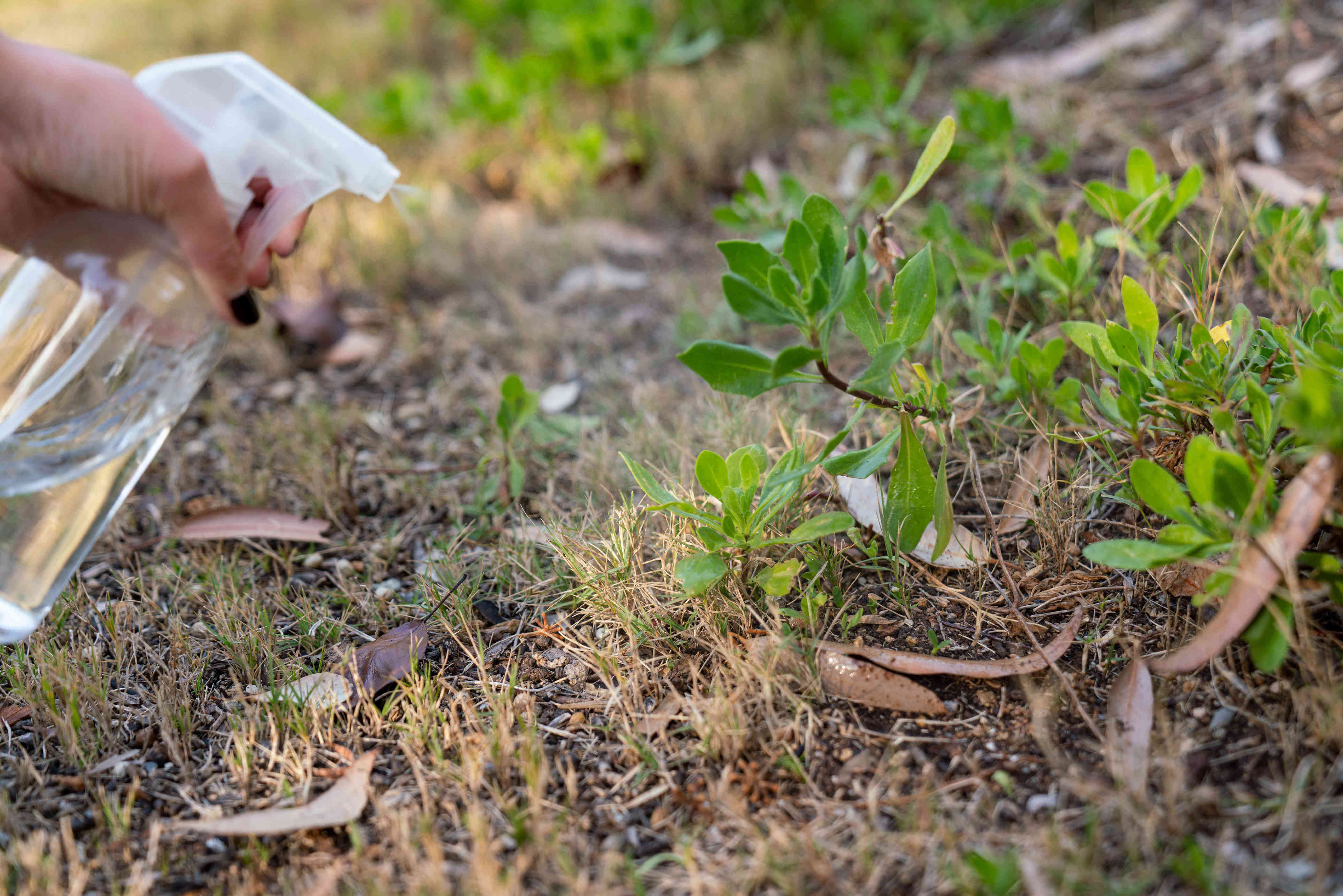 I tried using vinegar to kill weeds in my yard—here’s what happened ...