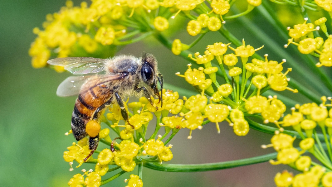 Vermont researchers map bee visits to boost farm pollination