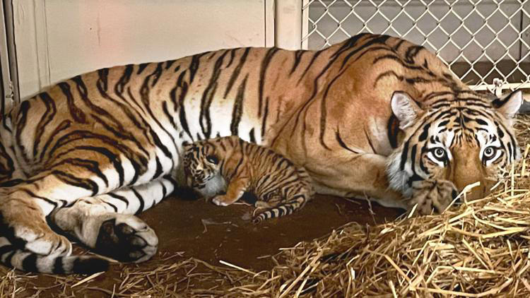 Louisville Zoo welcoming tiger cubs for the first time in 22 years