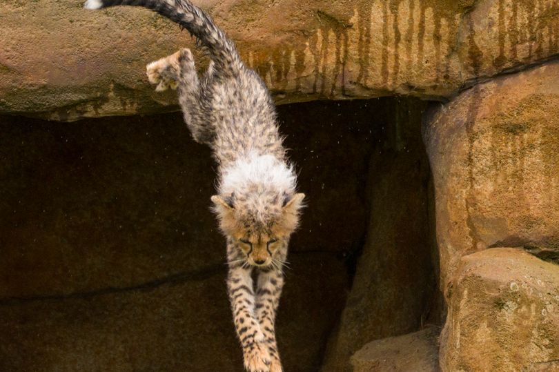 Adorable cheetah cubs make first steps into main enclosure at Yorkshire ...