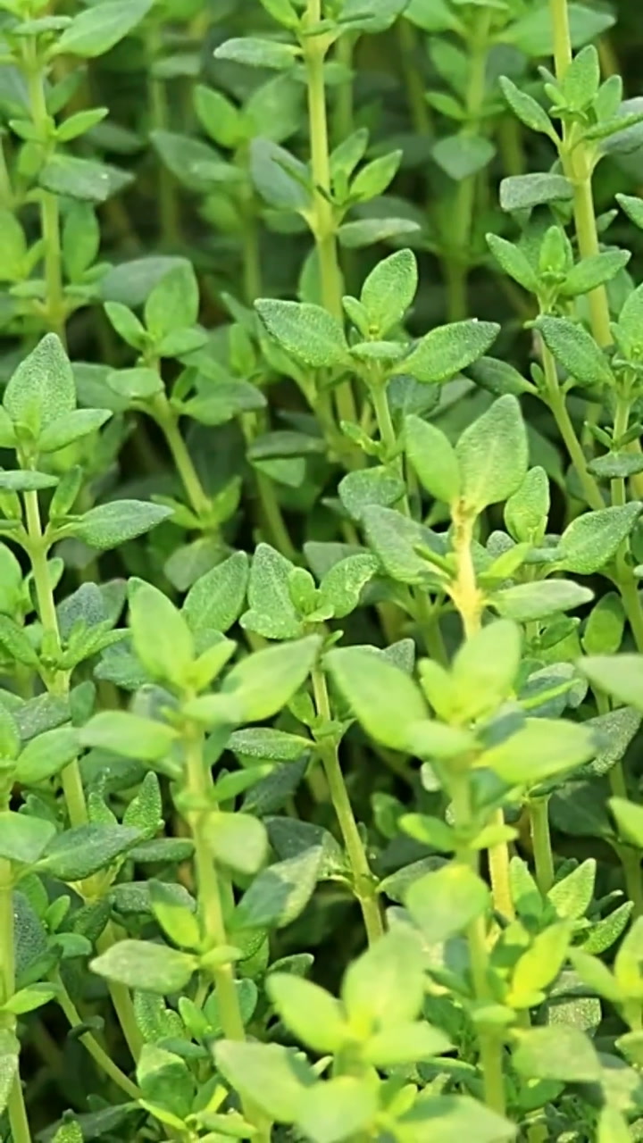 Tired of weeding? Plant these instead!